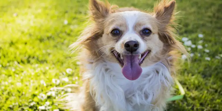 Chion Spiritual Meaning, Symbolism and Totem | Explanation