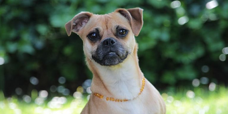 Chug Spiritual Meaning, Symbolism and Totem | Detailed Guide