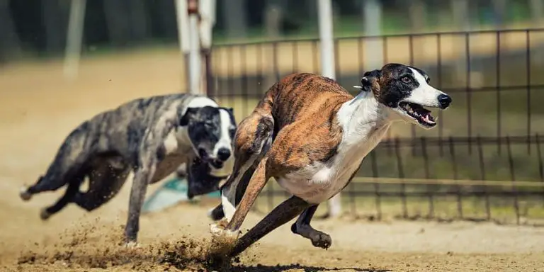 Greyhound Spiritual Meaning, Symbolism and Totem | Explained