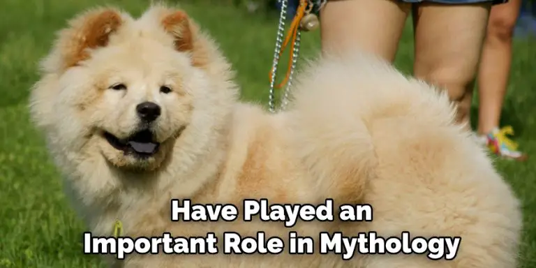 Chow Chow Spiritual Meaning, Symbolism and Totem | Explained