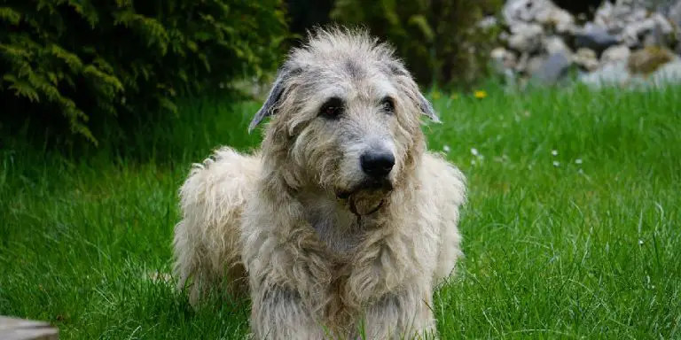 Irish Wolfhound Spiritual Meaning, Symbolism and Totem | Explained