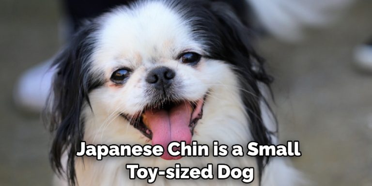 Japanese Chin Spiritual Meaning, Symbolism and Totem | Explained