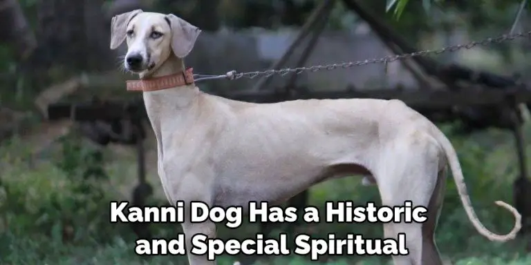 Kanni Spiritual Meaning, Symbolism and Totem | Detailed Guide