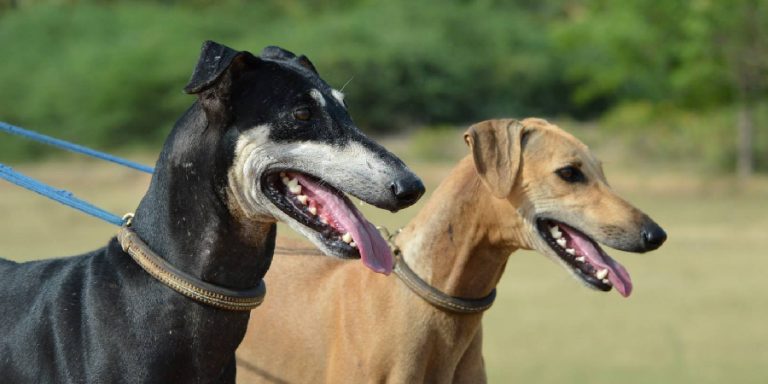 Kanni Spiritual Meaning, Symbolism and Totem | Detailed Guide