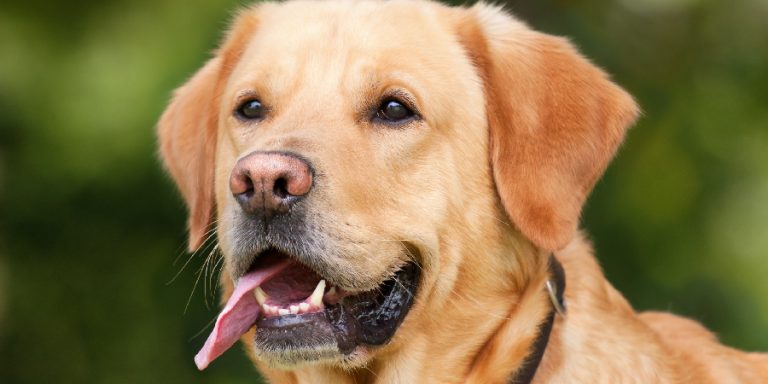Labrador Retriever Spiritual Meaning, Symbolism and Totem