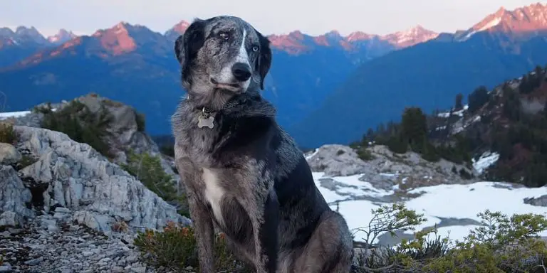 Mutt Spiritual Meaning, Symbolism and Totem | Detailed Guide