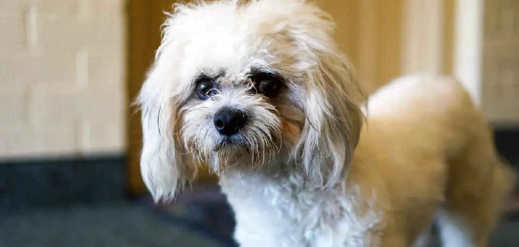 Peekapoo Spiritual Meaning, Symbolism and Totem | Explanation