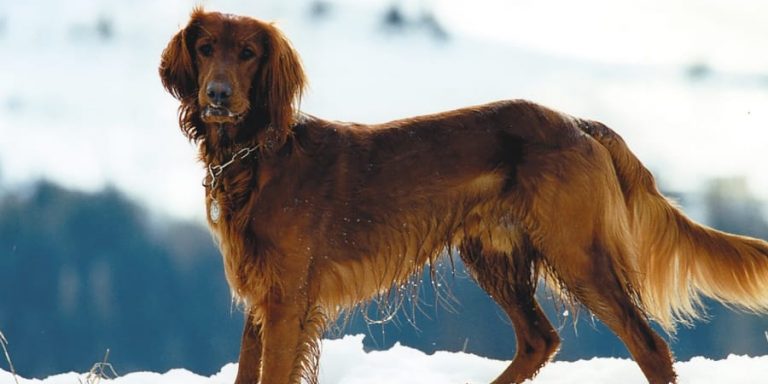 Setter Spiritual Meaning, Symbolism and Totem | Detailed Guide