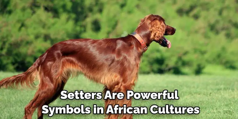 Setter Spiritual Meaning, Symbolism and Totem | Detailed Guide
