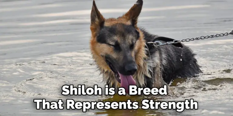 Shiloh Spiritual Meaning, Symbolism and Totem | Explanation