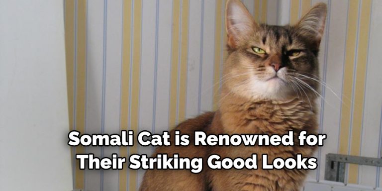 Somali Spiritual Meaning, Symbolism and Totem | Explained (2025)