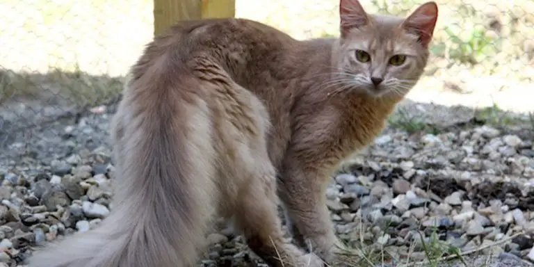 Somali Spiritual Meaning, Symbolism and Totem | Explained (2025)