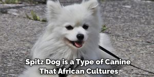 Spitz Spiritual Meaning, Symbolism and Totem | Detailed Guide