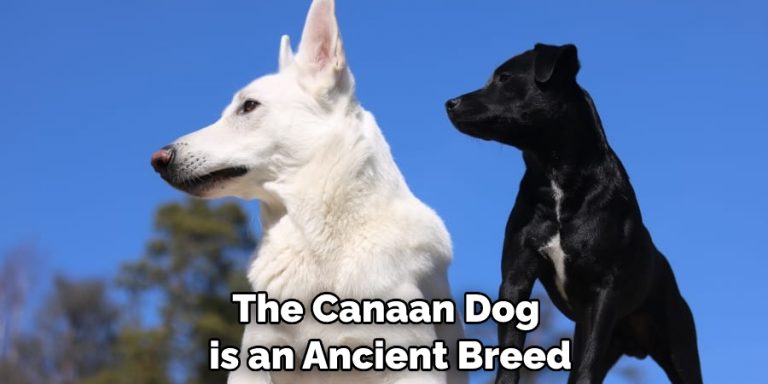 Canaan Spiritual Meaning, Symbolism and Totem | Explained (2026)