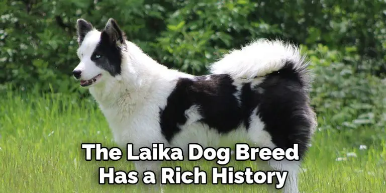 Laika Spiritual Meaning, Symbolism and Totem | Detailed Guide