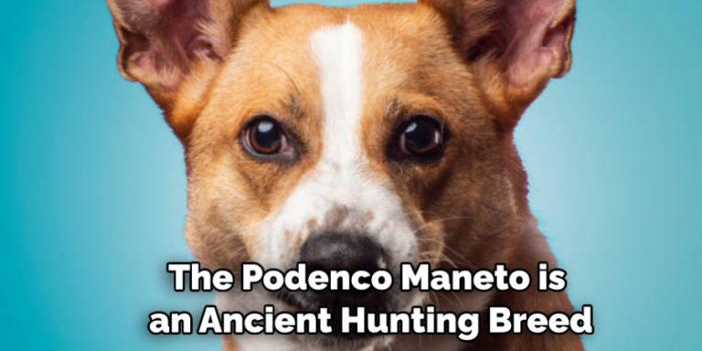 Maneto Spiritual Meaning, Symbolism and Totem | Explanation