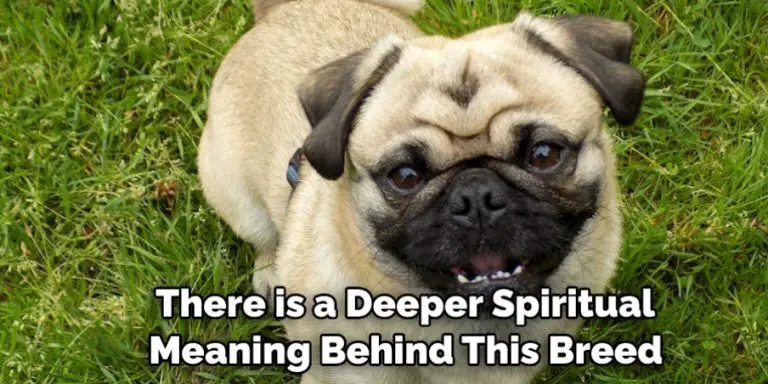 Pug Spiritual Meaning, Symbolism and Totem | Instructions (2025)