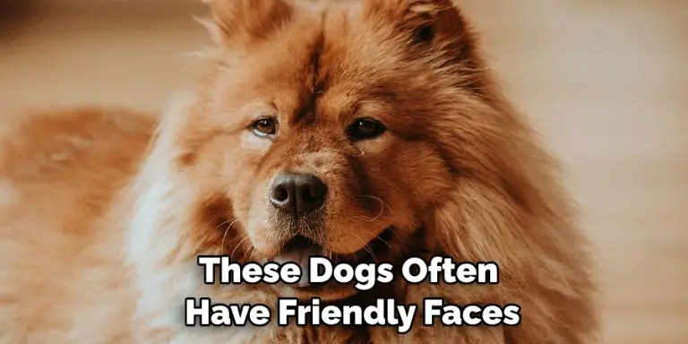 Chow Chow Spiritual Meaning, Symbolism and Totem | Explained