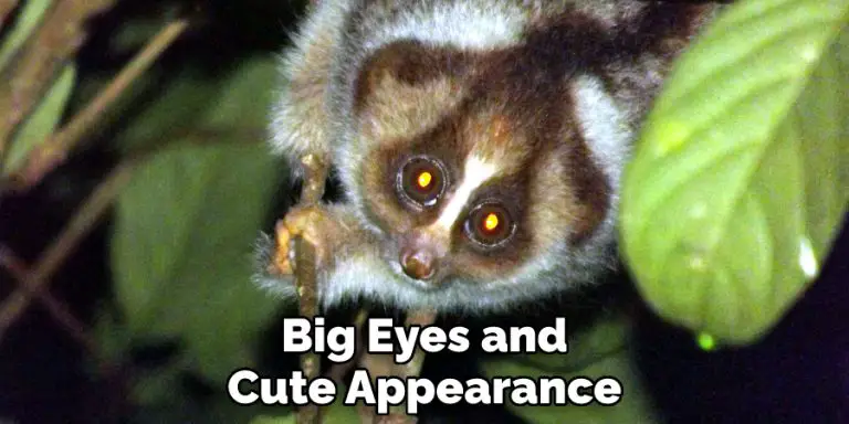 Loris Spiritual Meaning, Symbolism and Totem | Detailed Guide