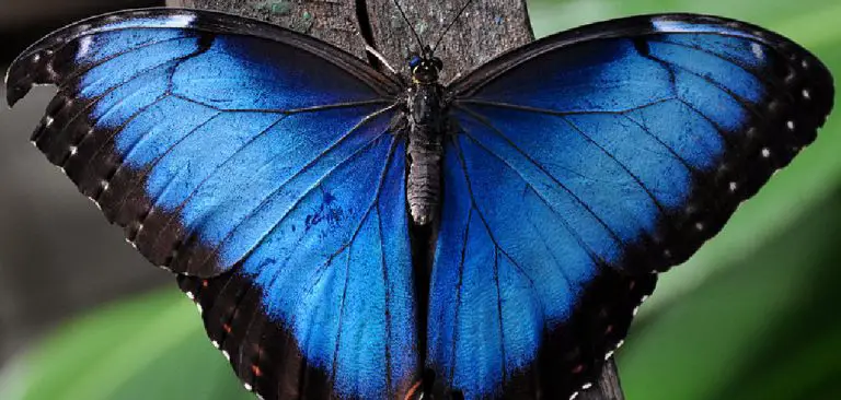 Blue Morpho Spiritual Meaning, Symbolism and Totem (2026)