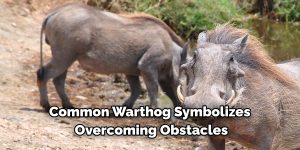 Warthog Spiritual Meaning, Symbolism and Totem | Explained (2025)