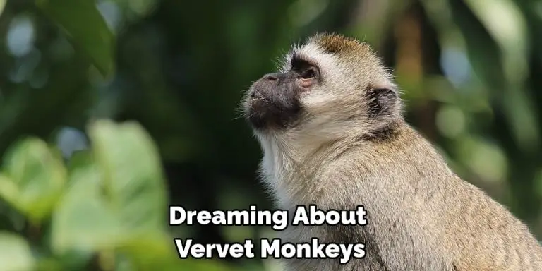 Vervet Monkey Spiritual Meaning, Symbolism and Totem (2026)