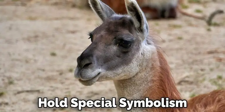 Guanaco Spiritual Meaning, Symbolism and Totem | Explained (2026)