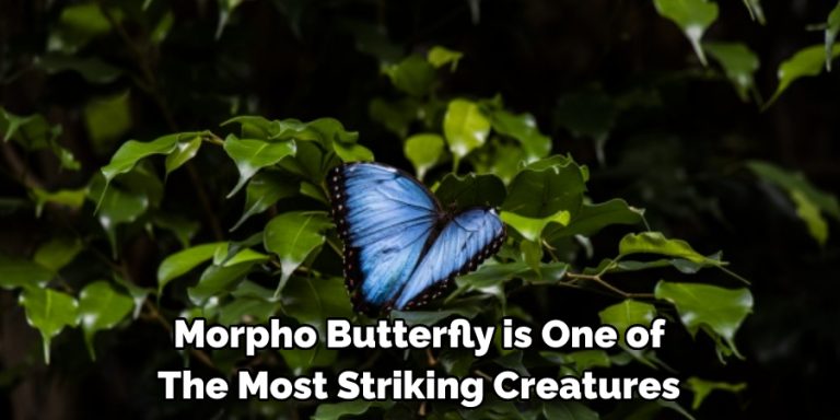 Blue Morpho Spiritual Meaning, Symbolism and Totem (2026)
