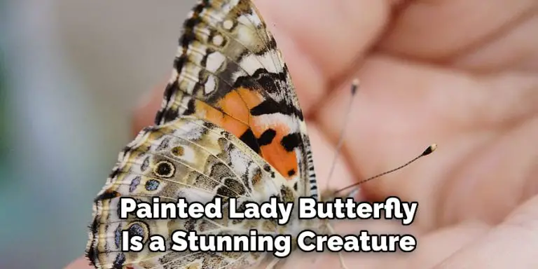 Painted Lady Spiritual Meaning, Symbolism and Totem (2026)
