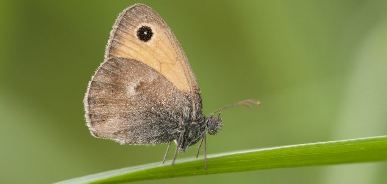 Small Heath Spiritual Meaning, Symbolism and Totem (2025)