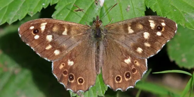 Speckled Wood Spiritual Meaning, Symbolism and Totem (2026)