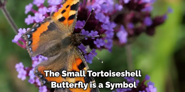 Small Tortoiseshell Spiritual Meaning, Symbolism and Totem (2026)