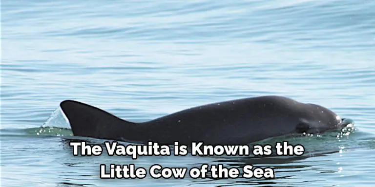 Vaquita Spiritual Meaning, Symbolism and Totem | Explained (2026)