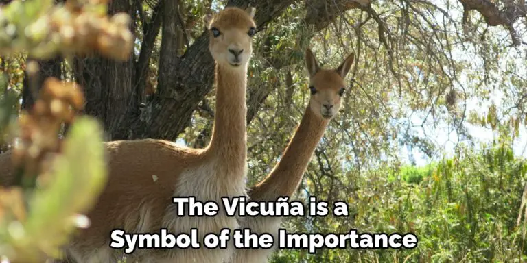 Vicuña Spiritual Meaning, Symbolism and Totem | Explained (2026)