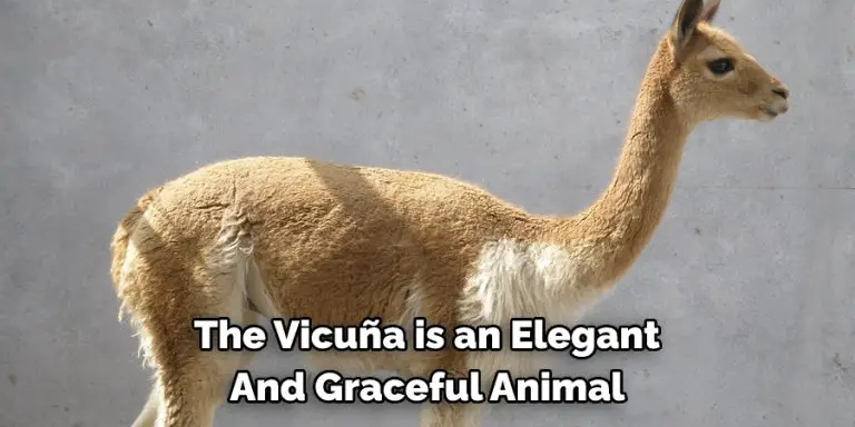 Vicuña Spiritual Meaning, Symbolism and Totem | Explained (2026)