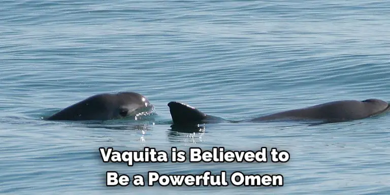 Vaquita Spiritual Meaning, Symbolism and Totem | Explained (2026)