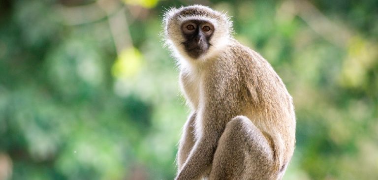 Vervet Monkey Spiritual Meaning, Symbolism and Totem (2026)