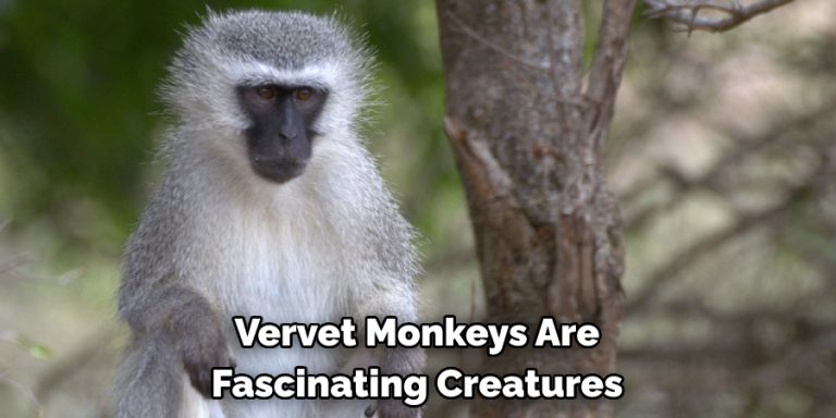 Vervet Monkey Spiritual Meaning, Symbolism and Totem (2026)