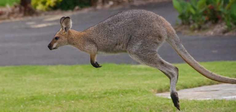Wallaby Spiritual Meaning, Symbolism and Totem | Explained (2025)