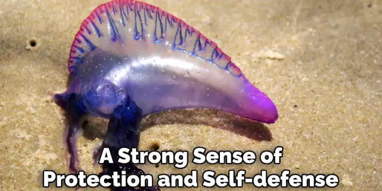 Man O' War Spiritual Meaning, Symbolism and Totem (2026)