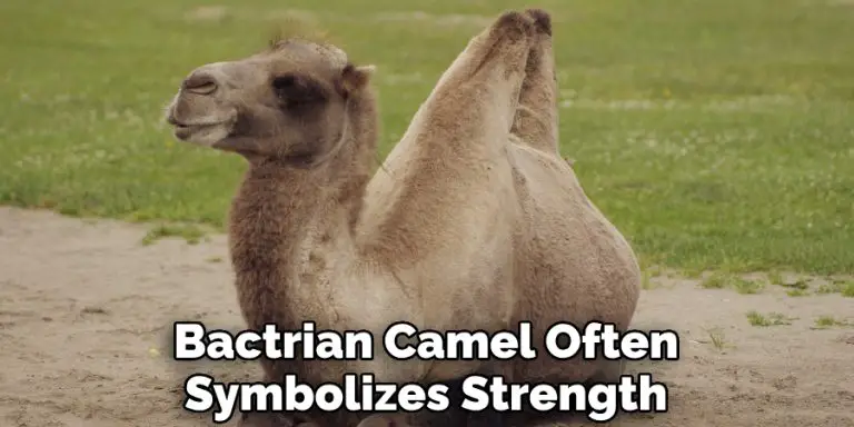 Bactrian Camel Spiritual Meaning, Symbolism and Totem (2026)