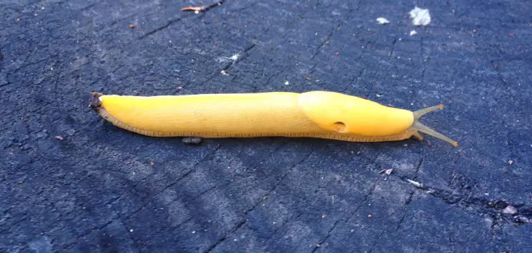 Banana Slug Spiritual Meaning, Symbolism and Totem (2026)