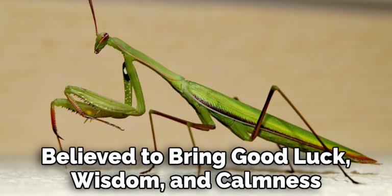 Praying Mantis Spiritual Meaning, Symbolism and Totem (2025)