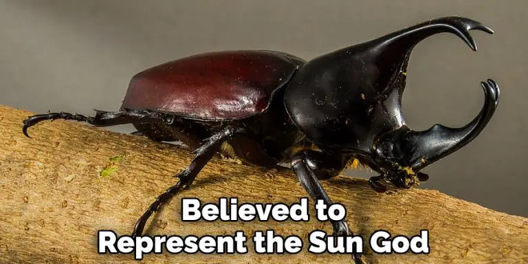 Rhinoceros Beetle Spiritual Meaning, Symbolism and Totem (2025)