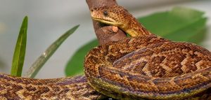 Boa Spiritual Meaning, Symbolism and Totem | Detailed Guide