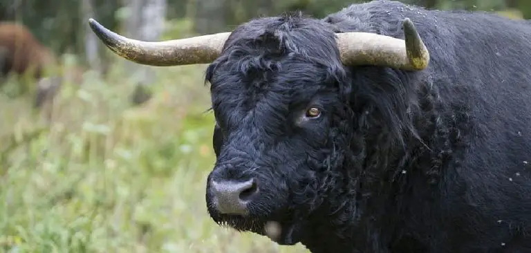 Bull Spiritual Meaning, Symbolism and Totem | Explained (2025)