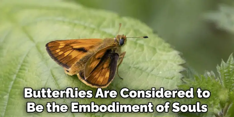 Skipper Spiritual Meaning, Symbolism and Totem | Explained (2025)