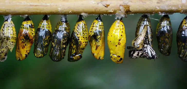 Cocoon Spiritual Meaning, Symbolism and Totem | Detailed Guide