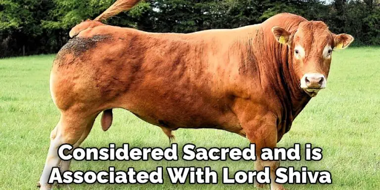 Bull Spiritual Meaning, Symbolism and Totem | Explained (2025)