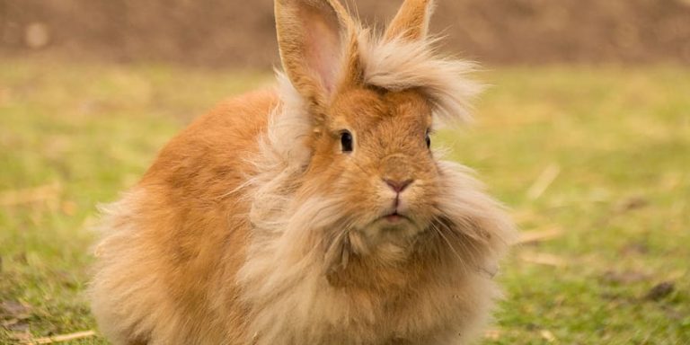 Czech Spiritual Meaning, Symbolism and Totem | Detailed Guide